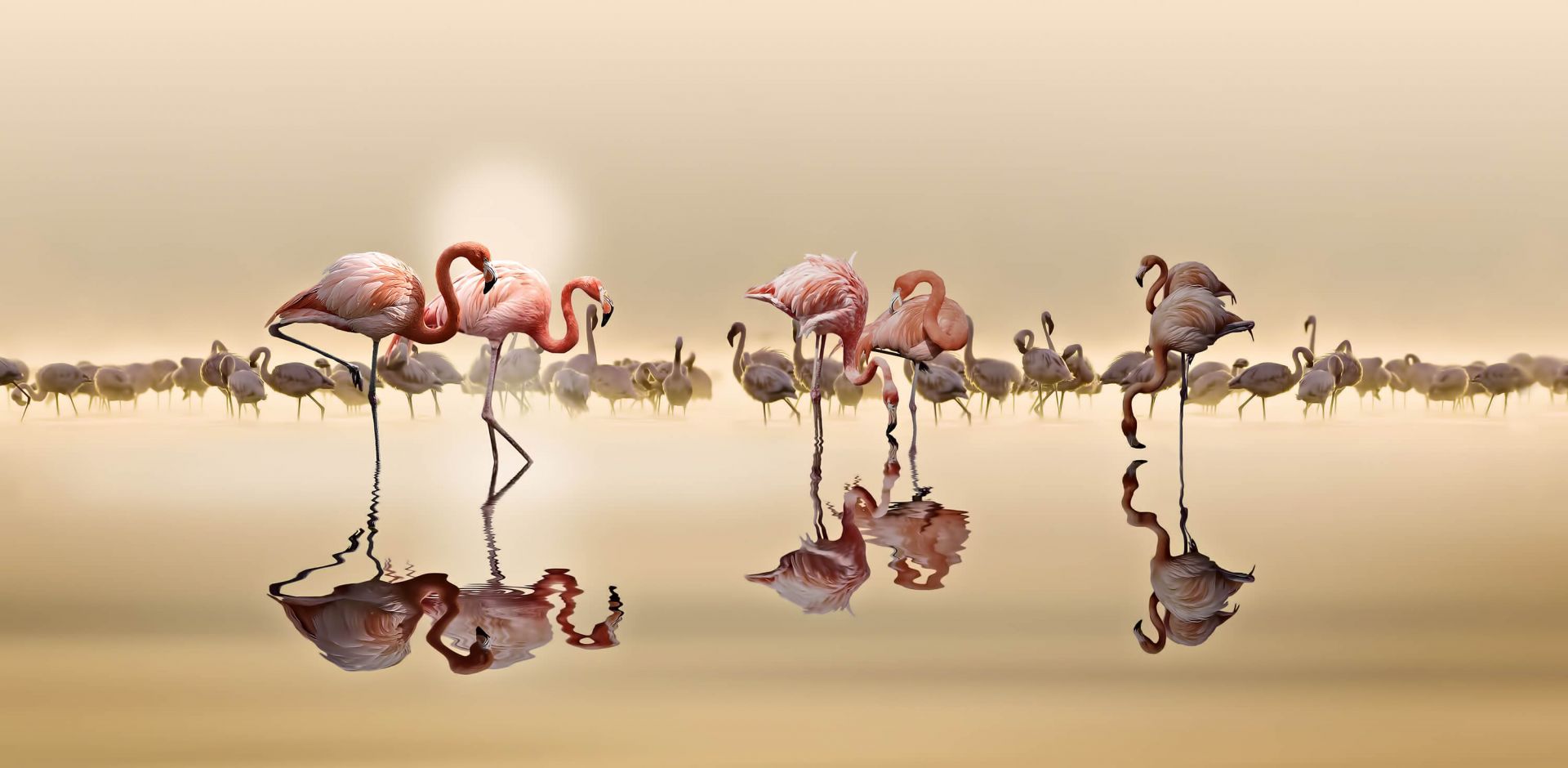 Flamingo Family - Fototapety.com